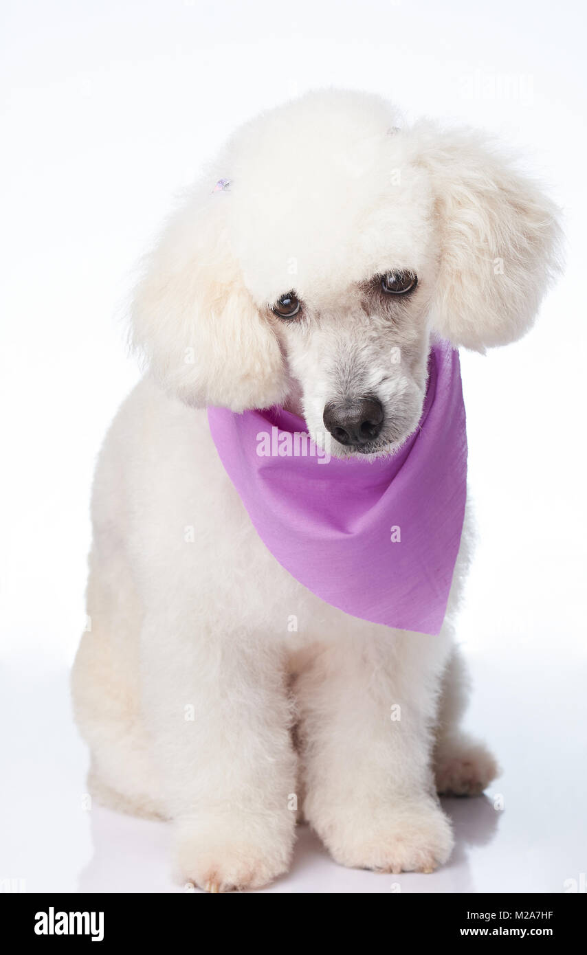 Standard poodle puppy hi-res stock photography and images - Alamy