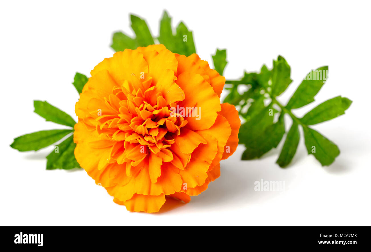 fresh marigold flower isolated on the white background Stock Photo - Alamy
