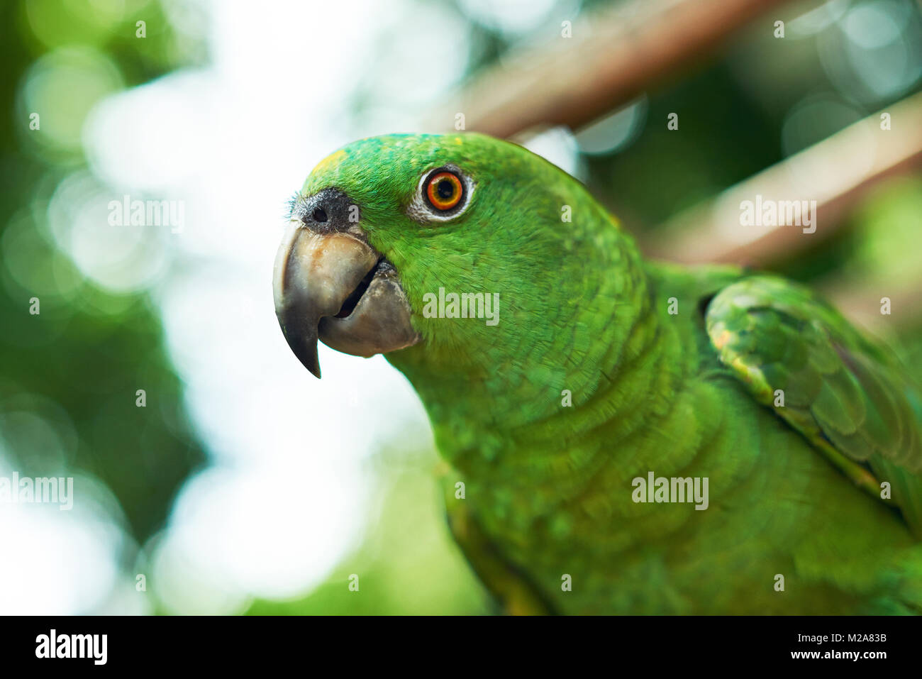 Parrot head hi-res stock photography and images - Alamy