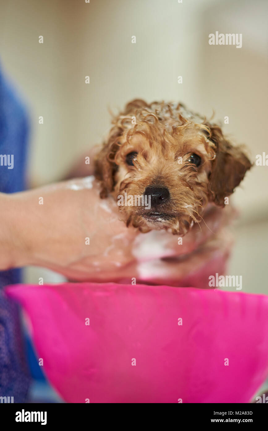 How To Take Care Of A Poodle