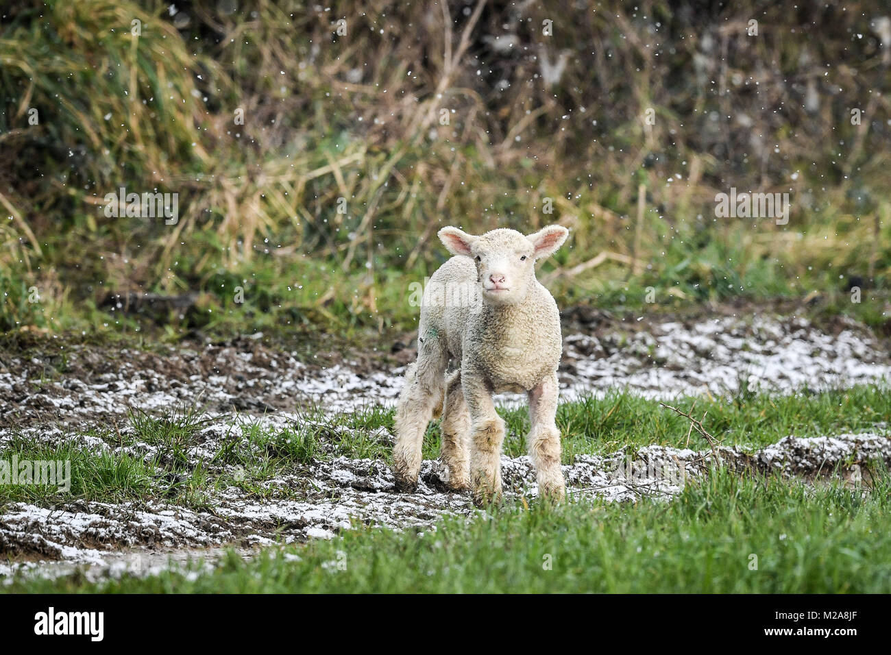 Snow begins to settle around a week-old lamb during a snow flurry in ...