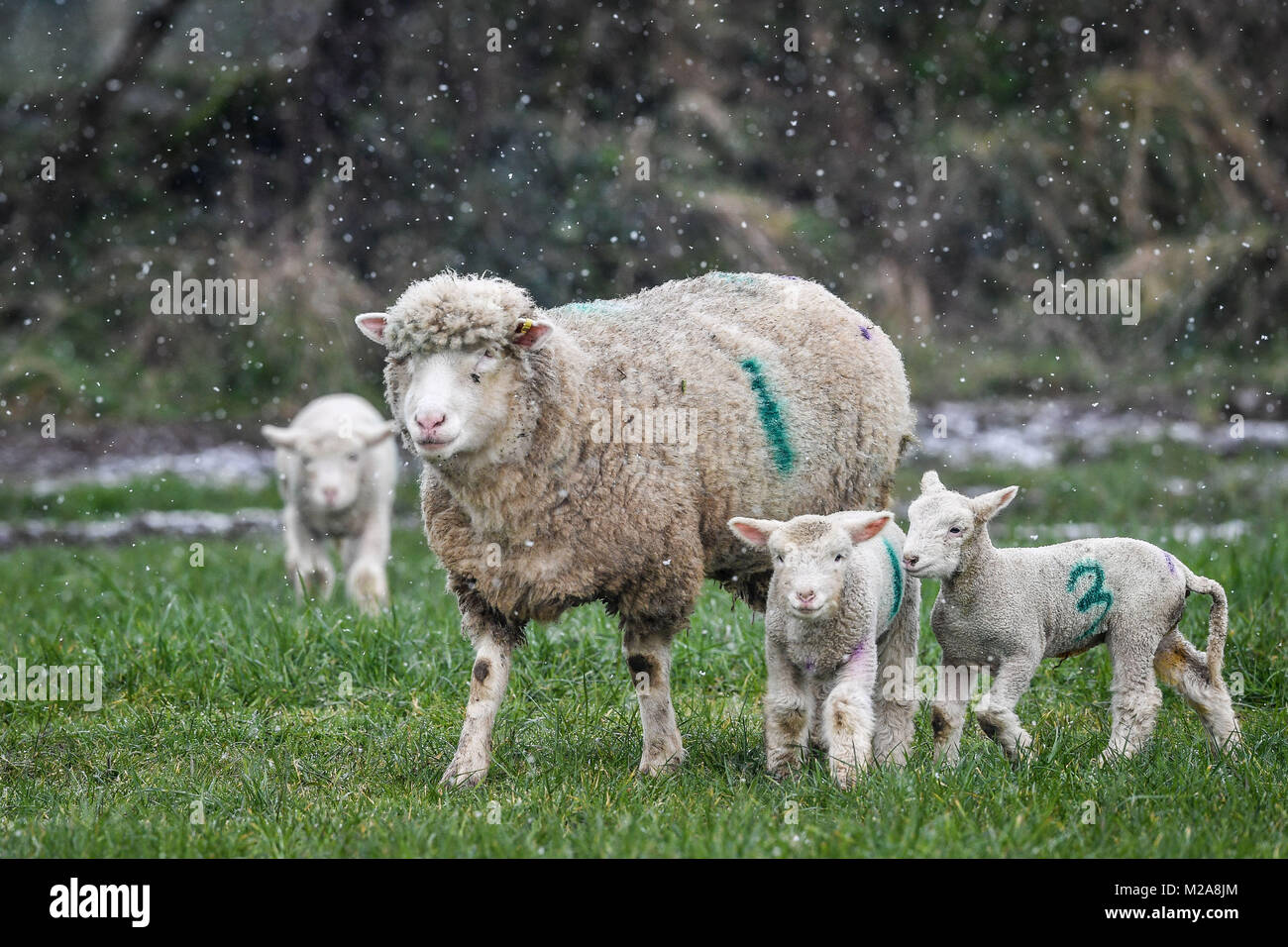Snow falls on a new mum and her week-old lambs during a snow flurry in ...