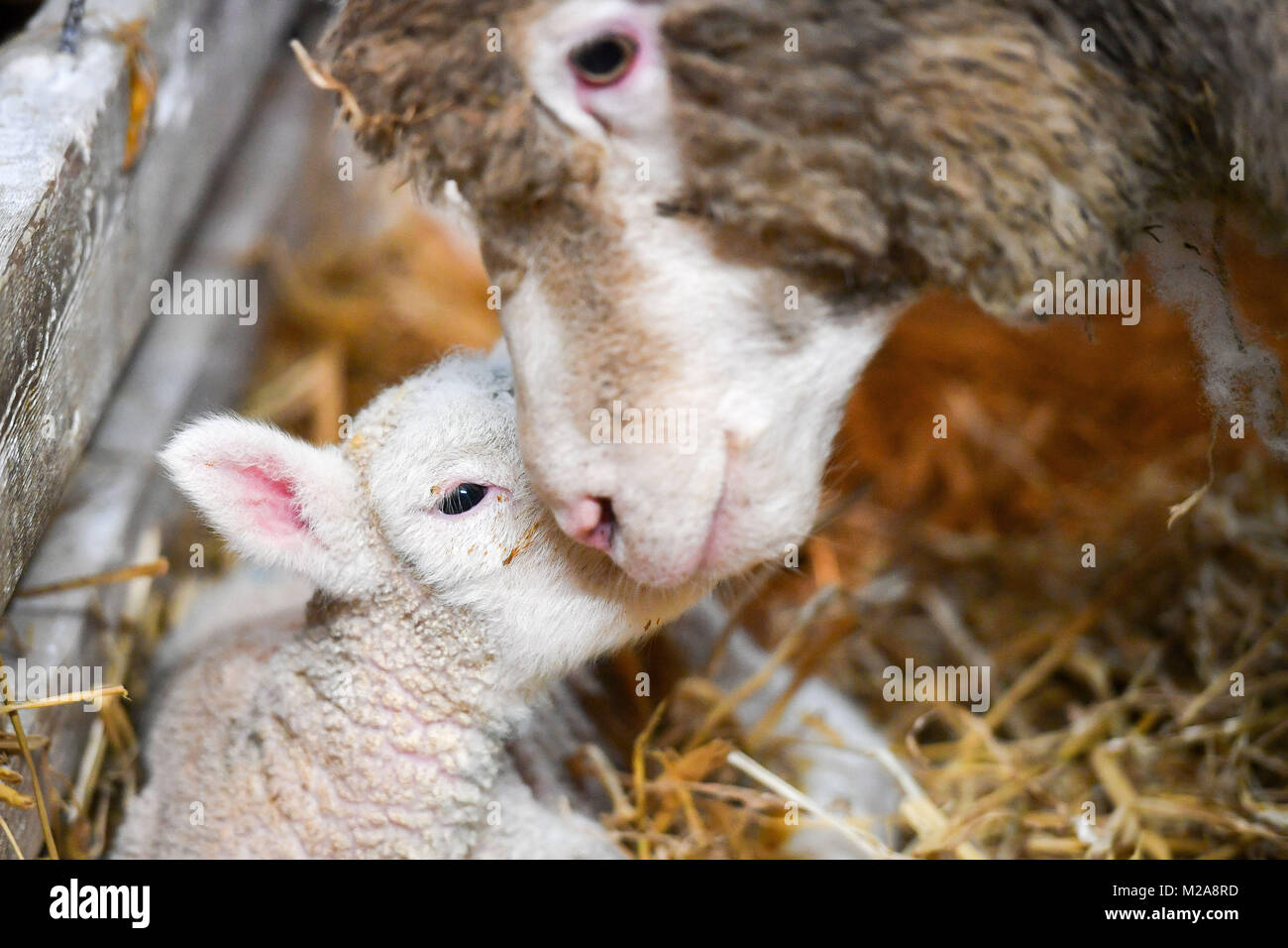 A mum and a newborn lamb bond in their pen at The Olde House, Chapel ...