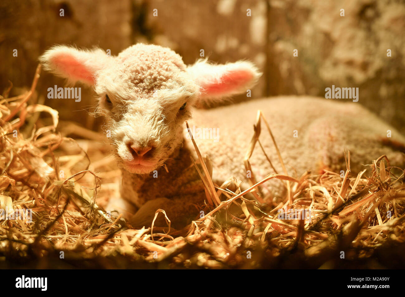 An orphaned newborn lamb sits under a heat lamp in a pen at The Olde ...