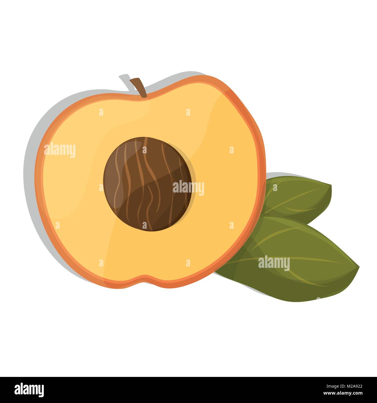 Half apricot on white Stock Vector Images - Alamy