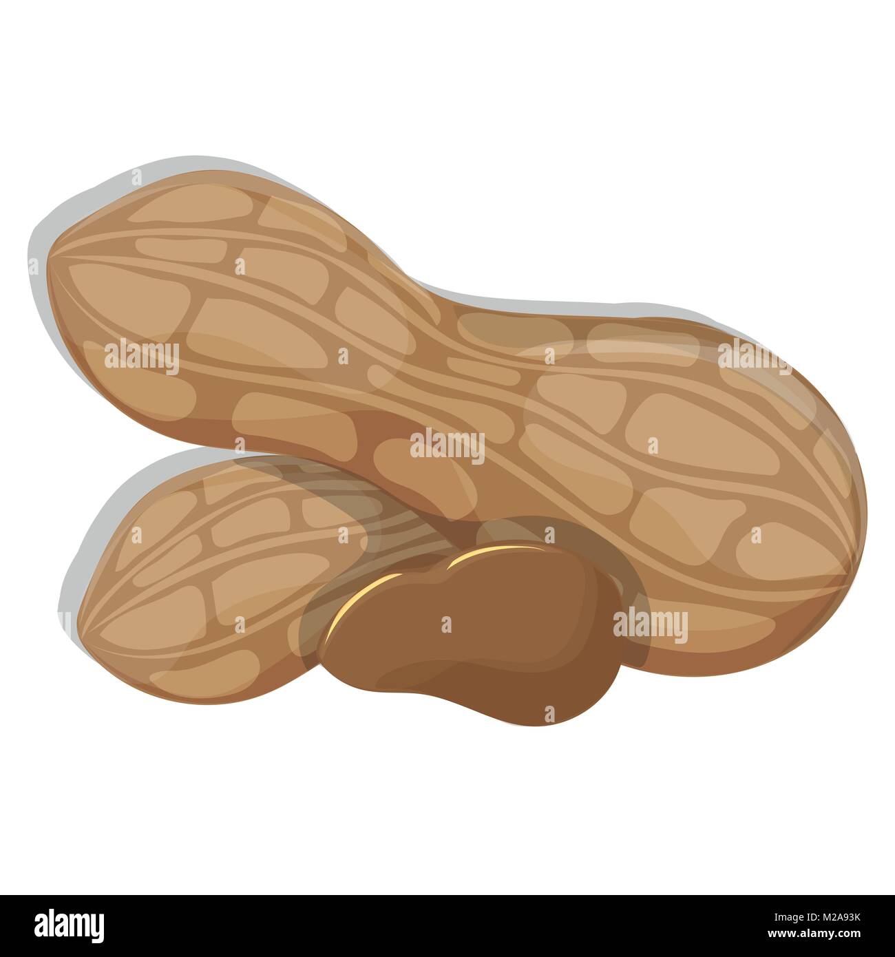 vector illustration. Peanut on a white background Stock Vector Image ...