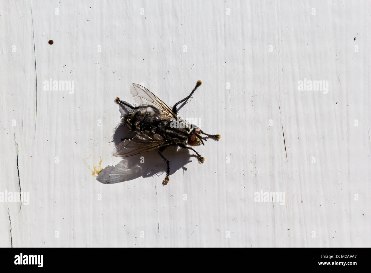 Insects wall hi-res stock photography and images - Alamy