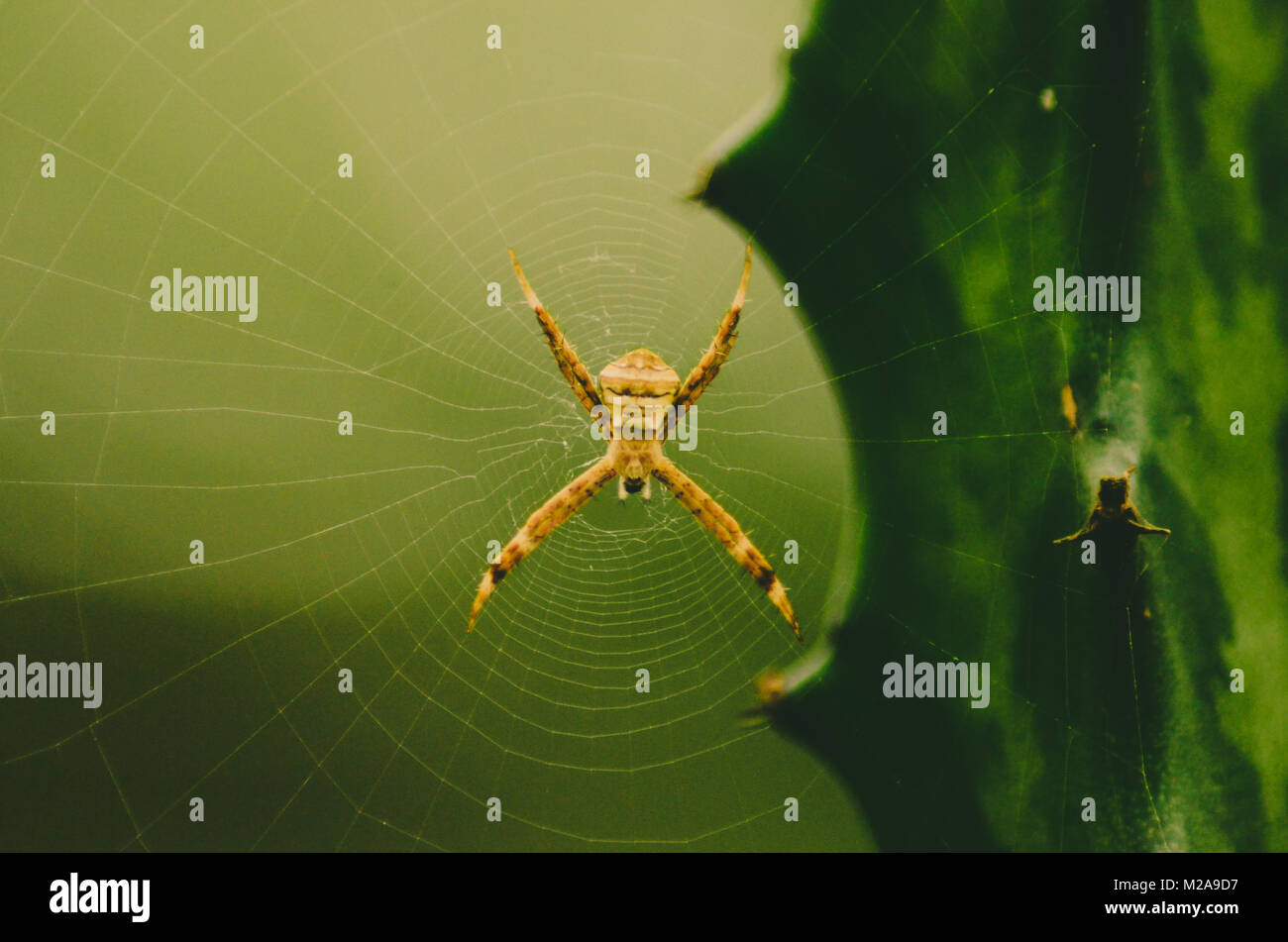 Portrait of a Spider Stock Photo - Alamy