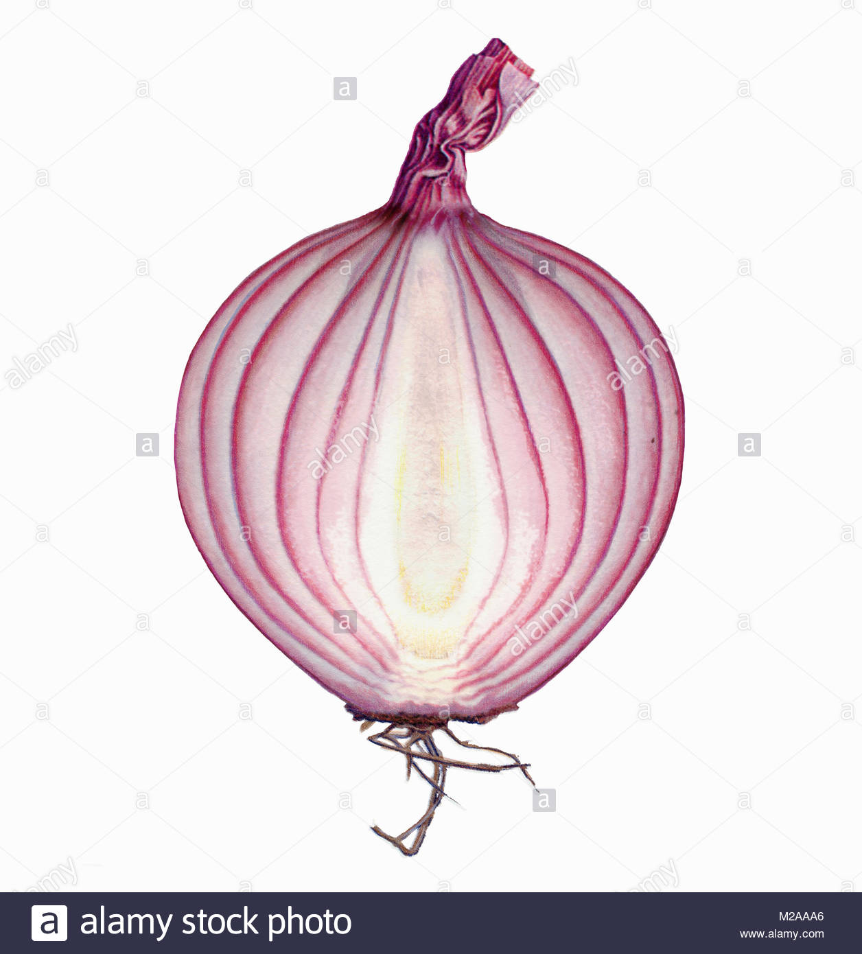 Section Single Red Onion Sliced Stock Photos & Section Single Red Onion ...