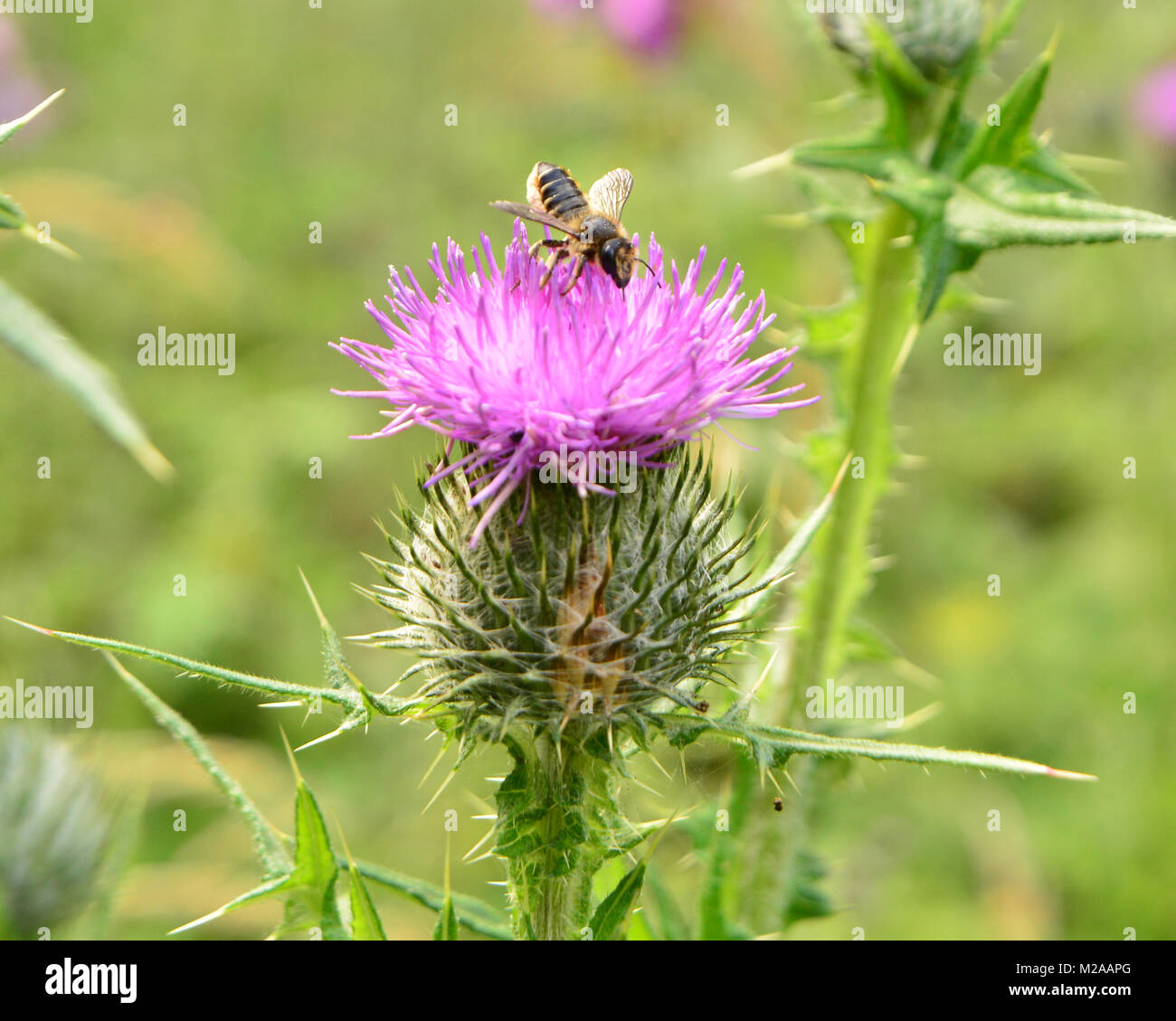 Bee on a thistle, beauty, bee, England, fauna, flora, Great Britain ...