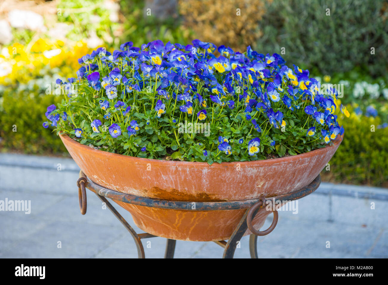 Ravello, Campania, Italy 12 March 2017. beautiful blue flowers immersed ...