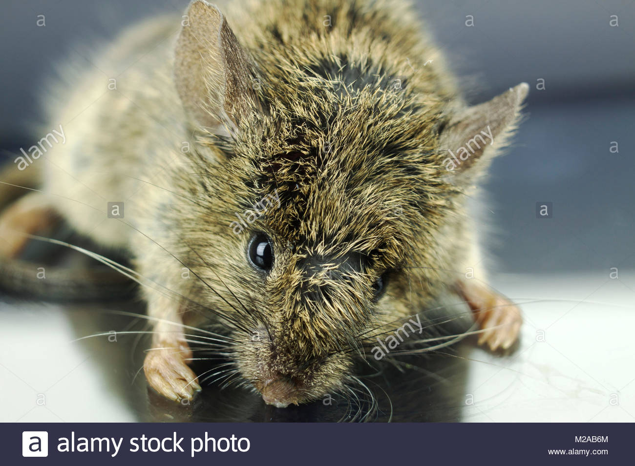 Fear Of Mouse High Resolution Stock Photography and Images - Alamy