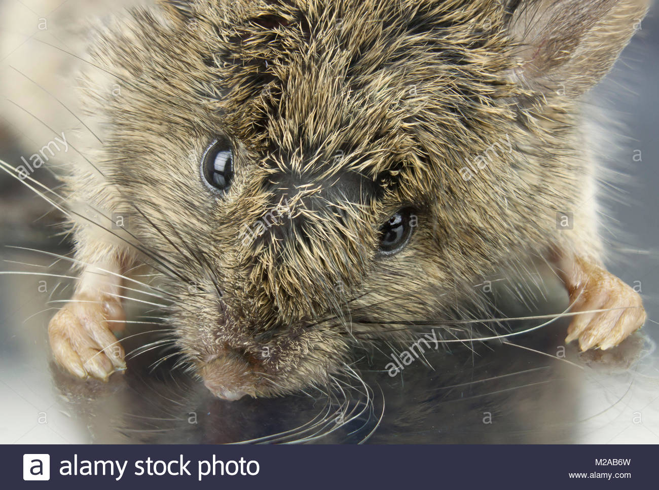 Fear Of Mouse High Resolution Stock Photography and Images - Alamy