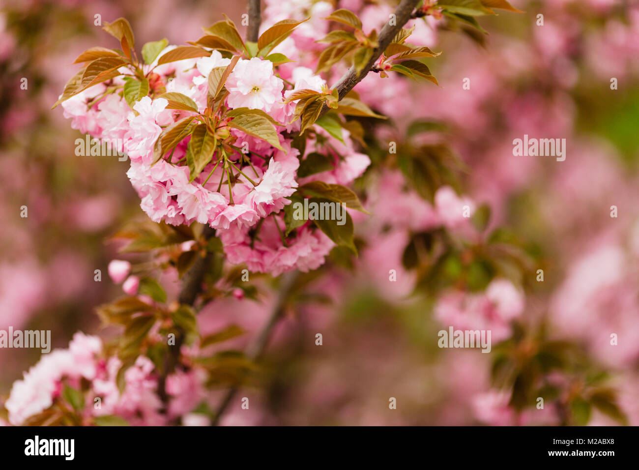 Sakura blossom branch Stock Photo - Alamy