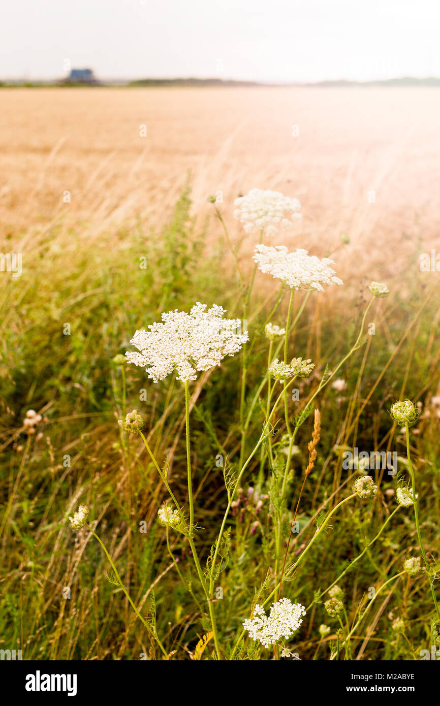 Family apiaceae hi-res stock photography and images - Alamy