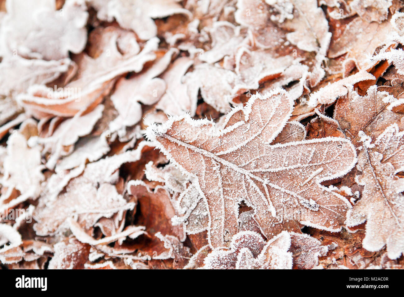 A detail picture of frozen oak leafs lying on the ground in the ...
