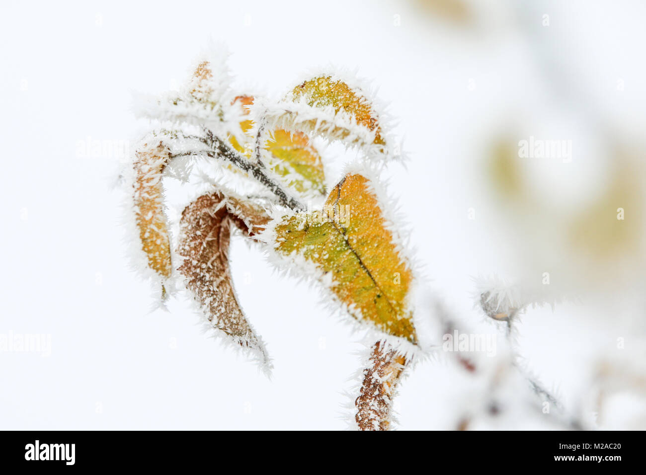 A detail picture of the frozen branch with a fresh leafs on it Stock ...