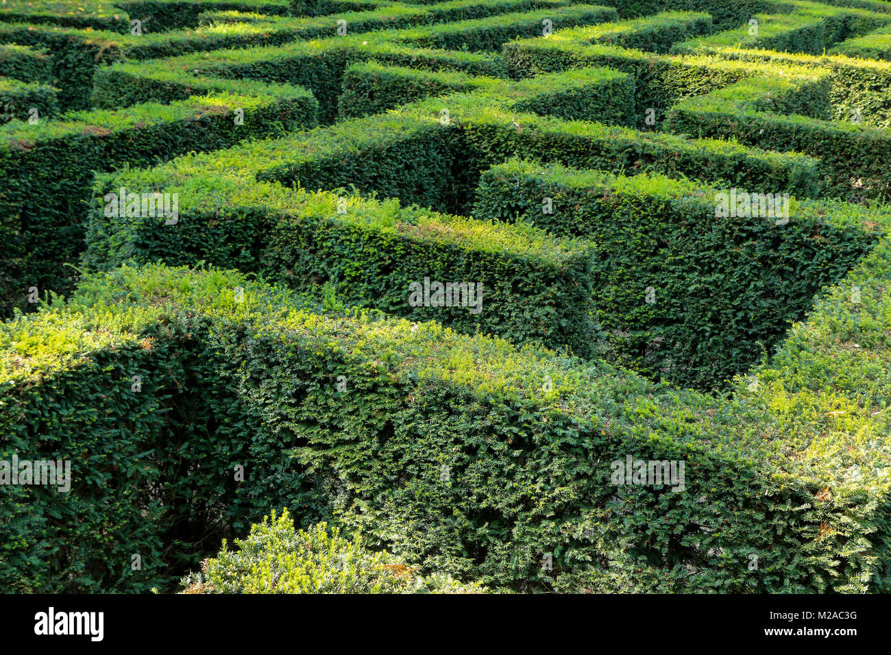 A detail of the maze from the living fence in the castle garden Stock ...