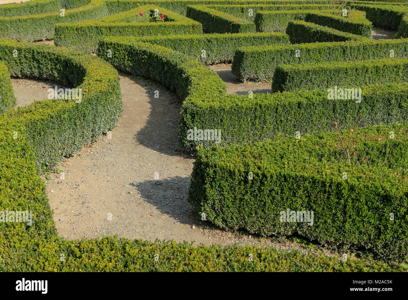 A detail of the maze from the living fence in the castle garden Stock ...