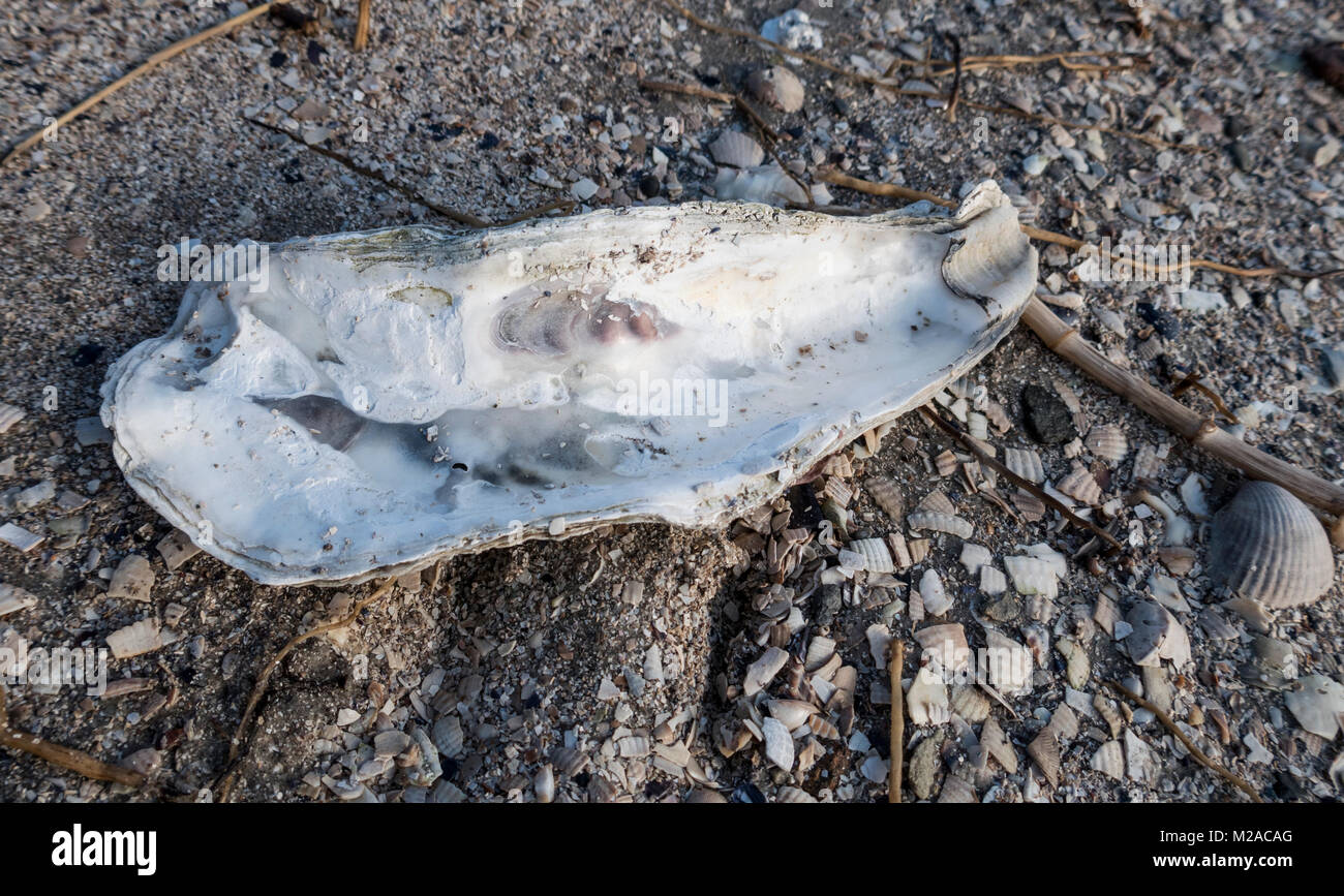 oyster shell on the beach background Stock Photo - Alamy
