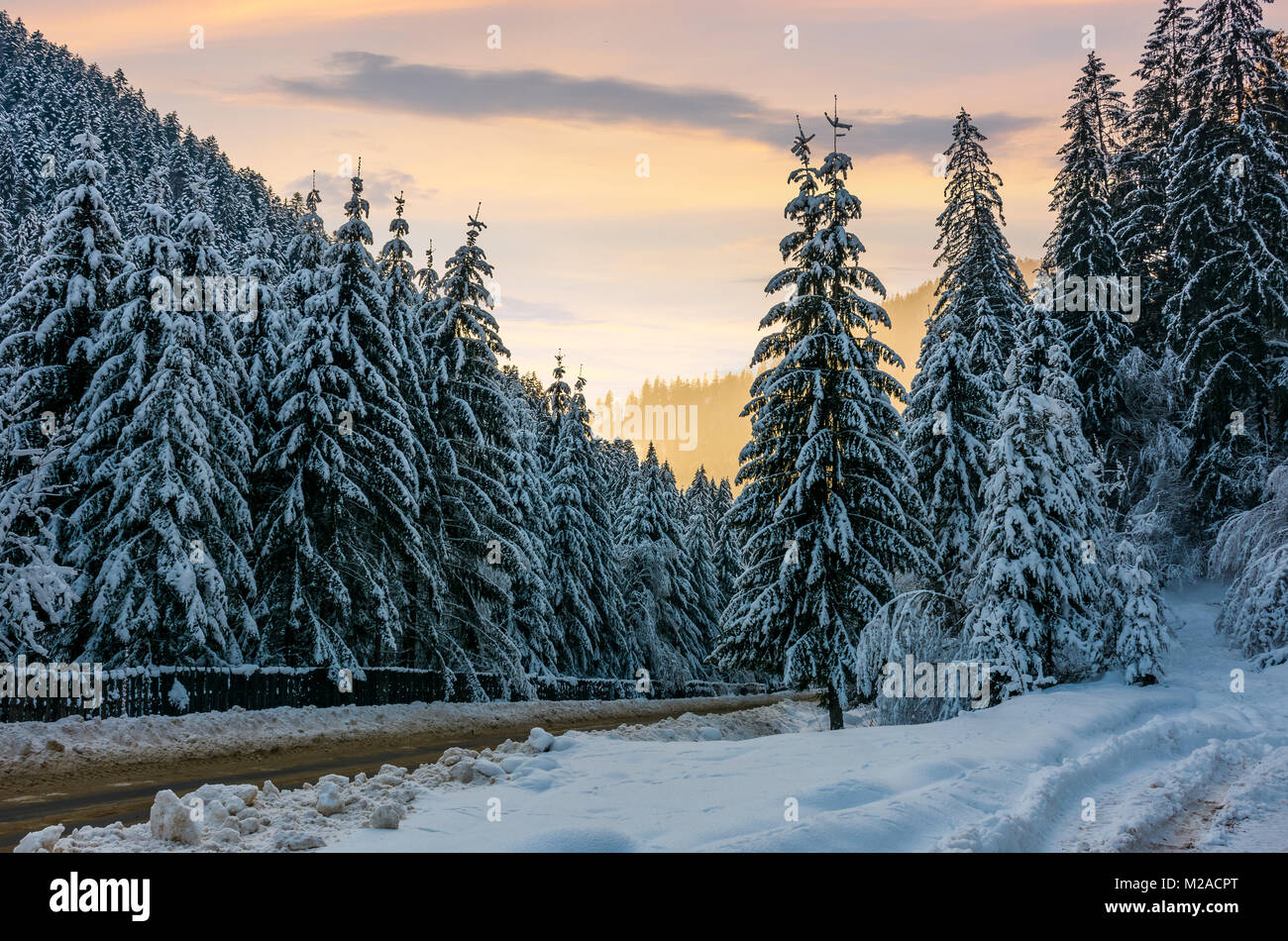 winter scenery in spruce forest. beautiful nature background in evening ...