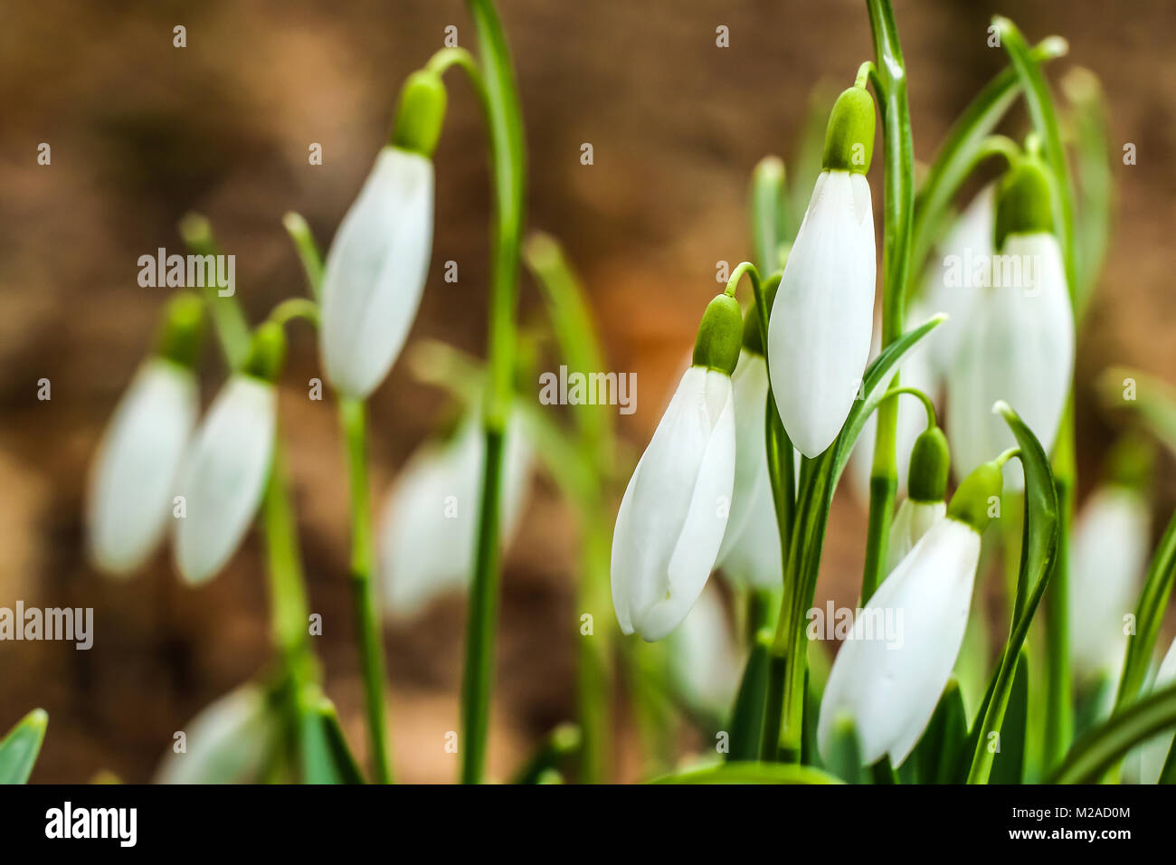 Picture of a spring symbol, fresh green snowdrops with white blooms ...