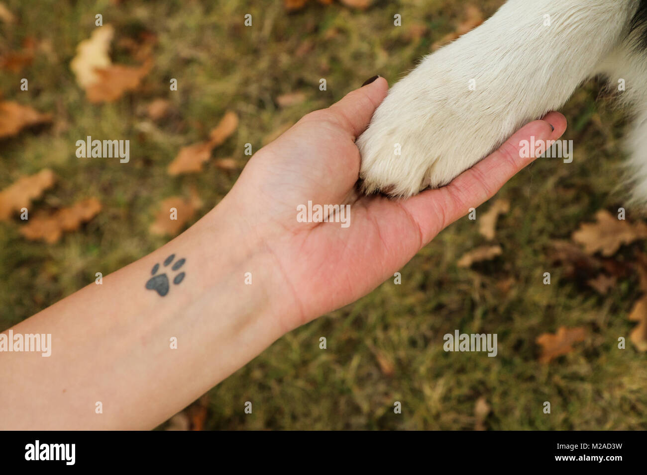 A detail picture of holding hand and dog´s paw. It is a symbol of ...