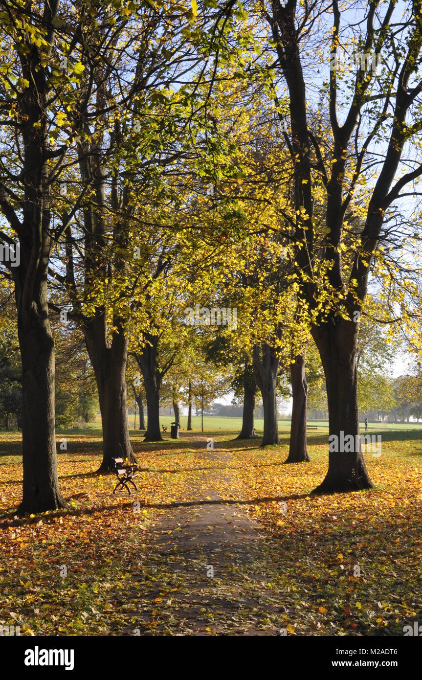 Trees with colourful autumn leaves along a path in a park in Bristol ...