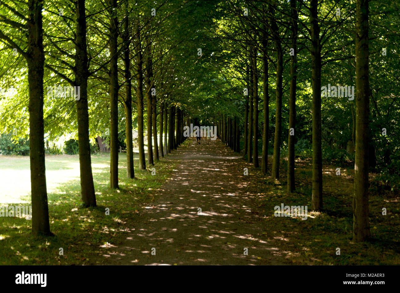 Shady Garden with Tree Rows Stock Photo - Alamy