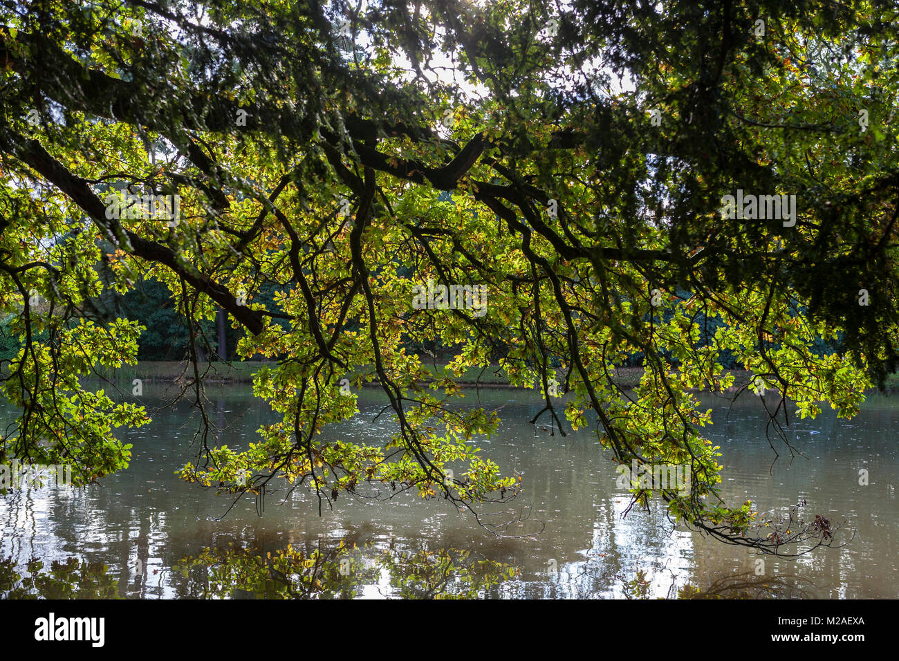 Oak tree overhanging the Fish Pond in Sheffield Park, Uckfield, East ...