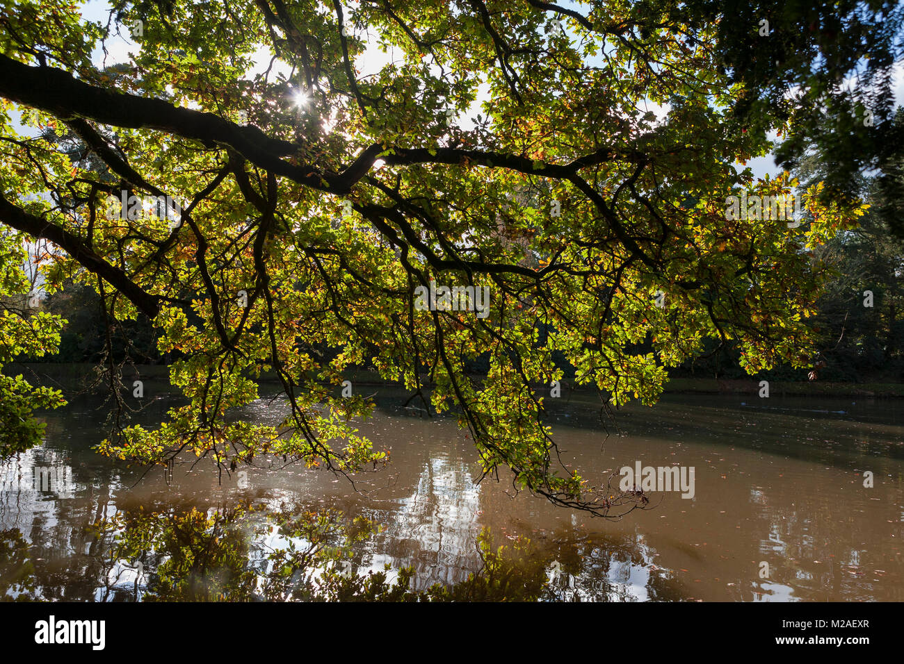 Oak tree overhanging the Fish Pond in Sheffield Park, Uckfield, East ...