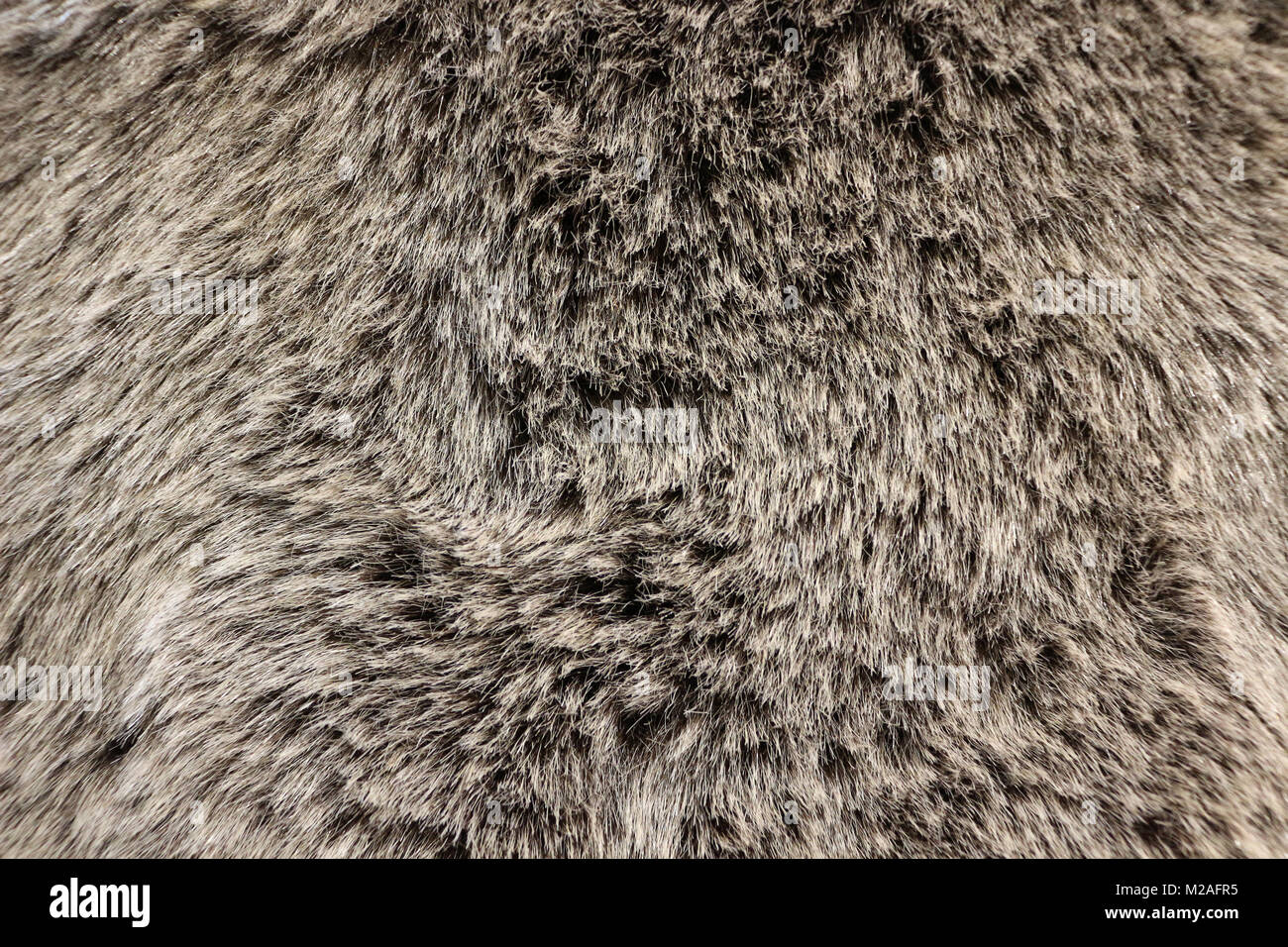 Fur texture hi-res stock photography and images - Alamy