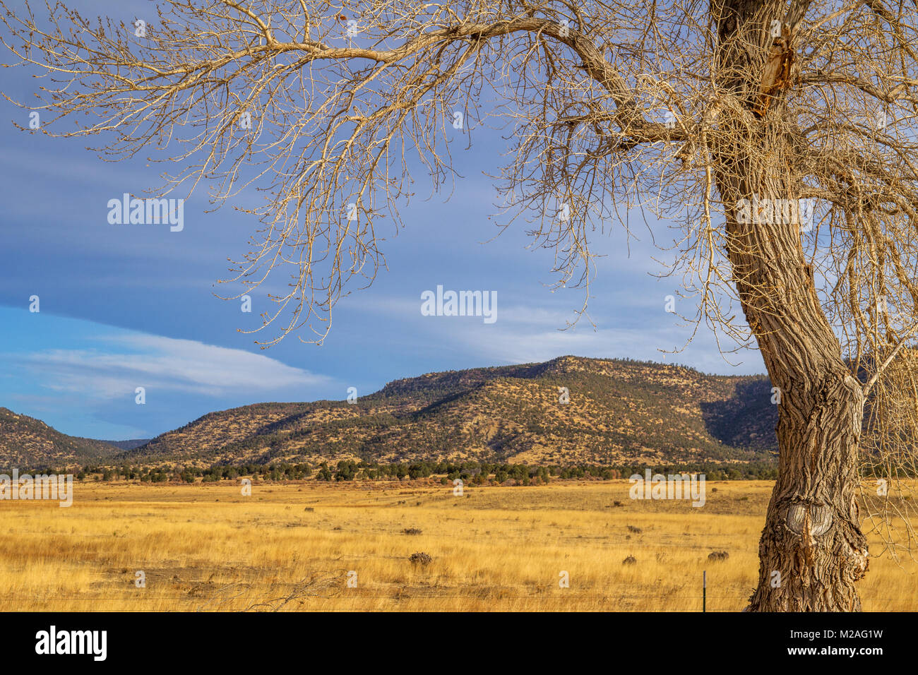 A large tree with bare overhanging branches over mountains dotted with ...