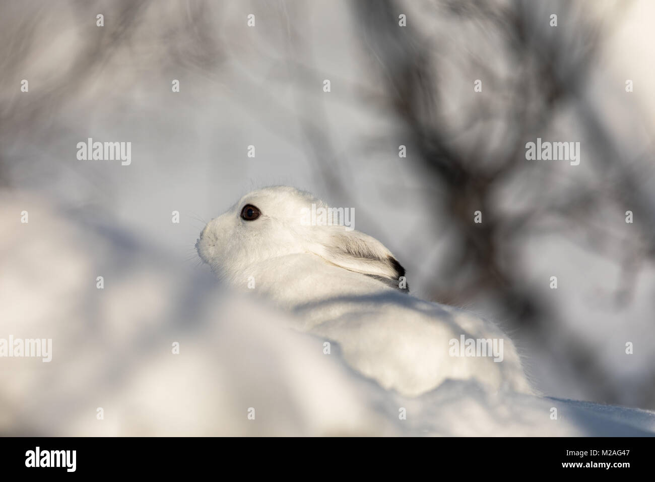 The mountain hare, Lepus timidus, in winter pelage, hiding in the snowy ...