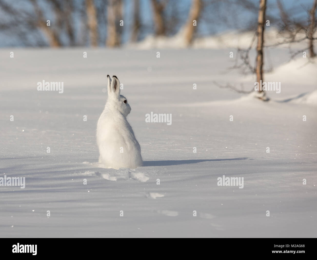 The mountain hare, Lepus timidus, in winter pelage, sitting with its ...