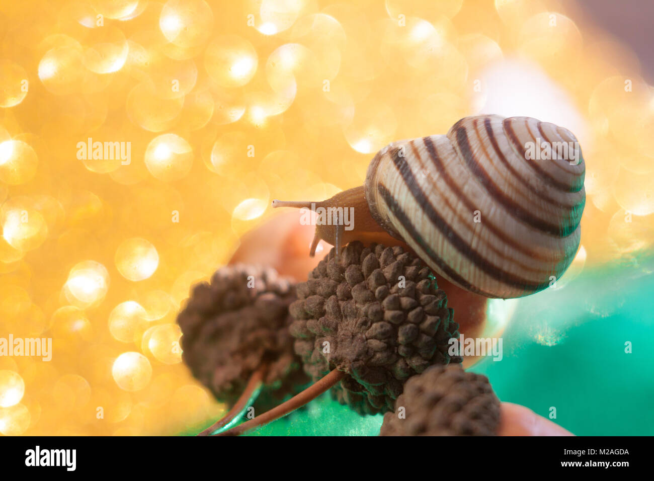 Helix pomatia also Roman snail, Burgundy snail, , air-breathing land ...