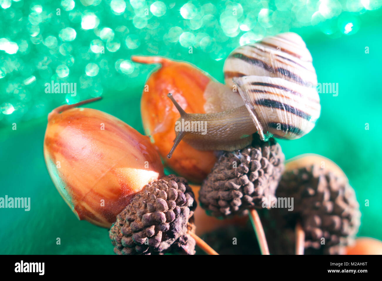 Helix pomatia also Roman snail, Burgundy snail, , air-breathing land ...