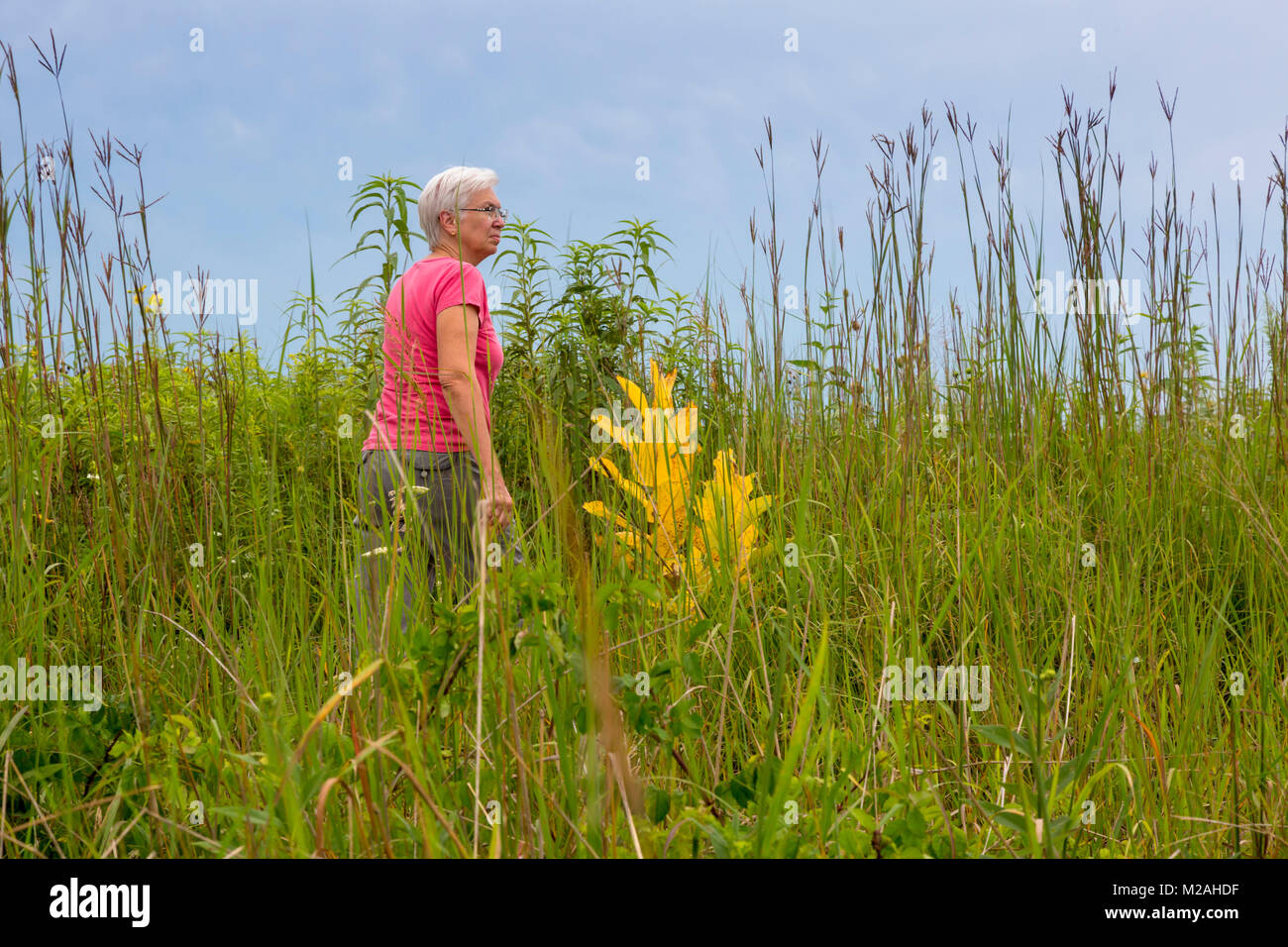 Prairie City, Iowa - Susan Newell, 68, hikes in the tallgrass prairie ...
