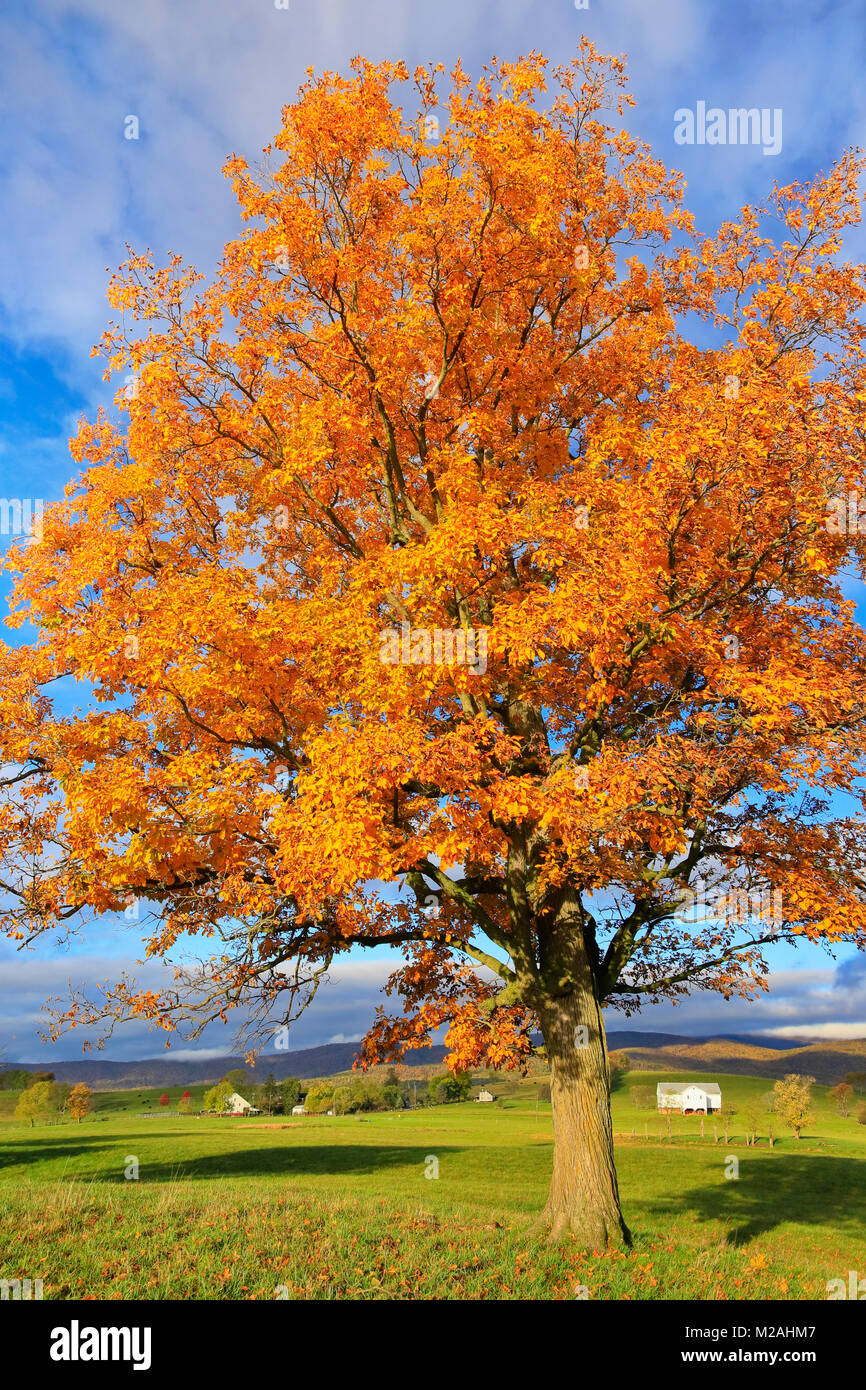 Orange tree on farm in Swoope, Shenandoah Valley, Virginia, USA Stock ...