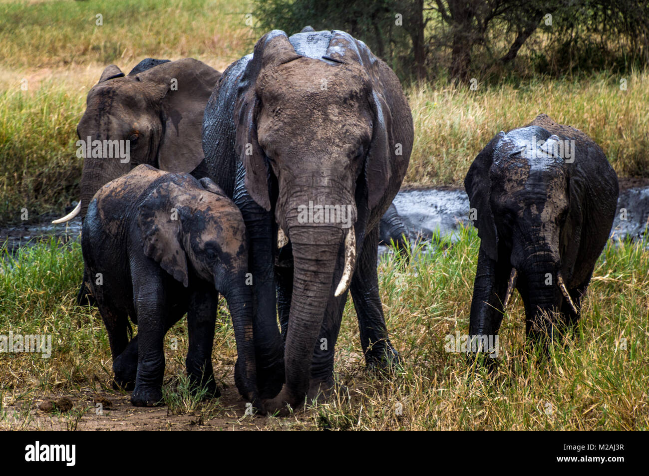 Family of elephants Stock Photo - Alamy