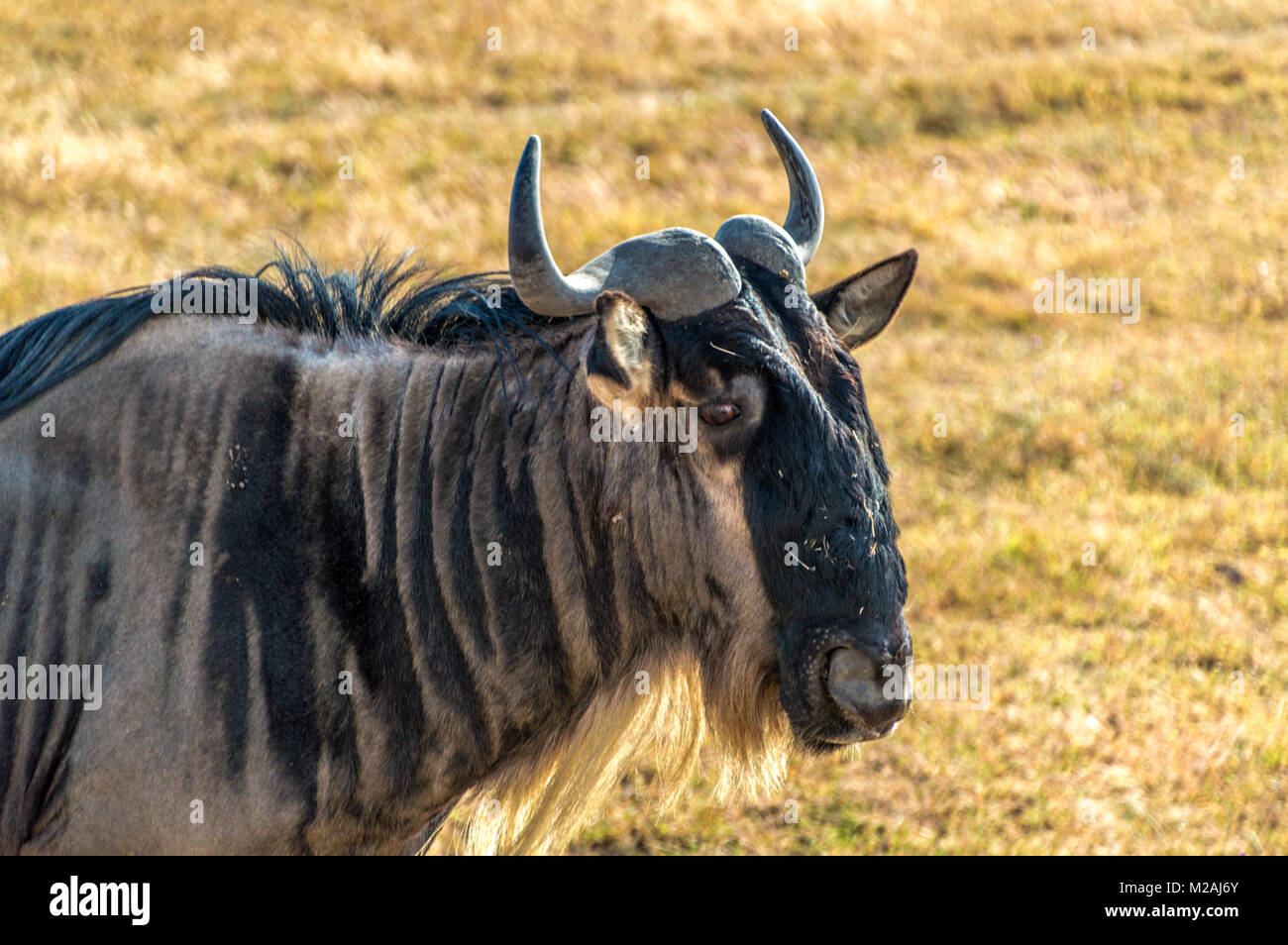 Close up of wildebeest face hi-res stock photography and images - Alamy
