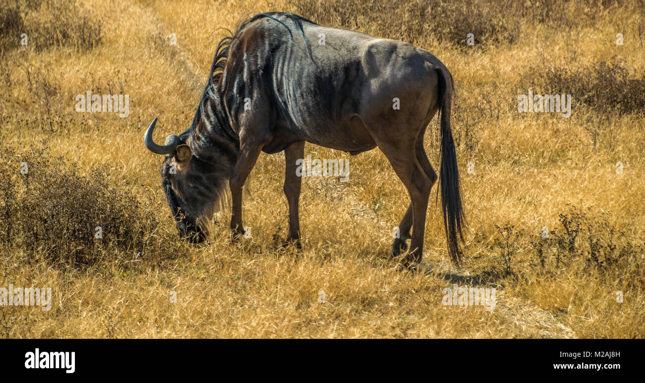Wildebeest in Africa Stock Photo - Alamy