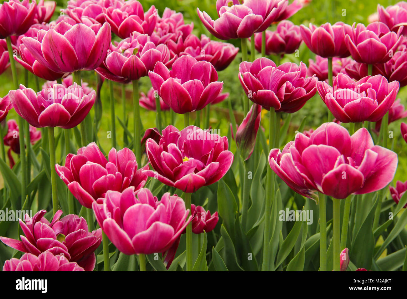Dark pink tulips hi-res stock photography and images - Alamy