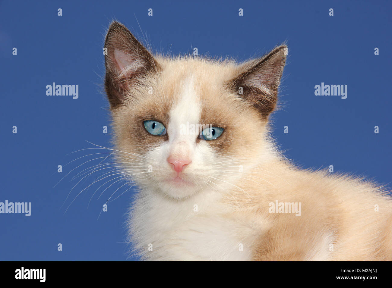 Portrait of a kitten, 8 weeks old Stock Photo - Alamy