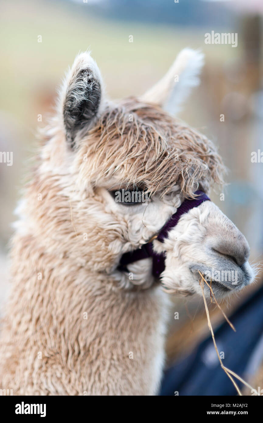 Alpaca farm uk hi-res stock photography and images - Alamy