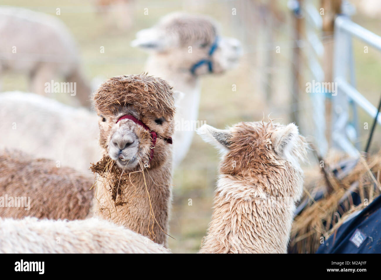 A herd of Alpacas in a farm on the outskirt of Edinburgh Stock Photo ...