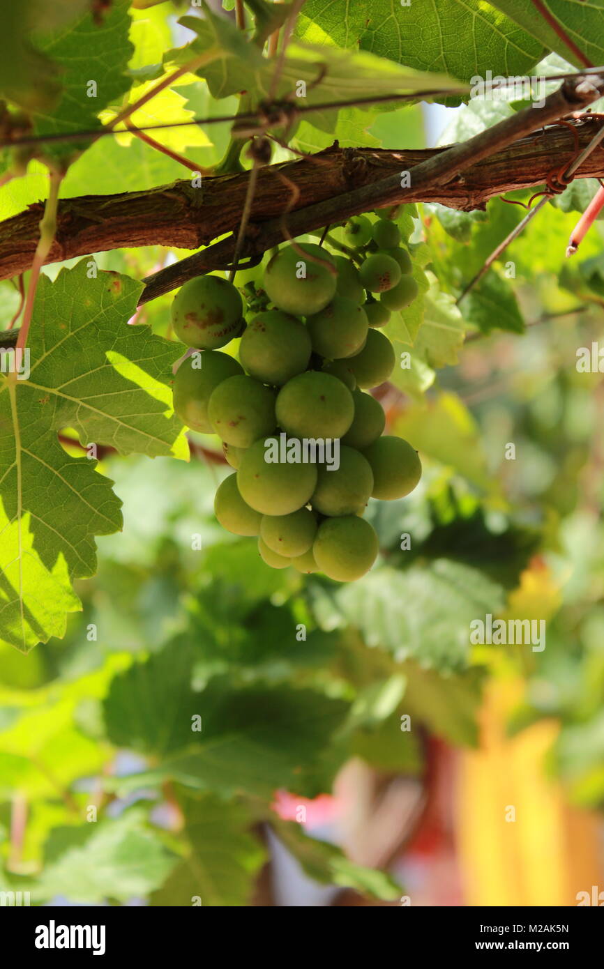 Grapes in home garden Stock Photo - Alamy
