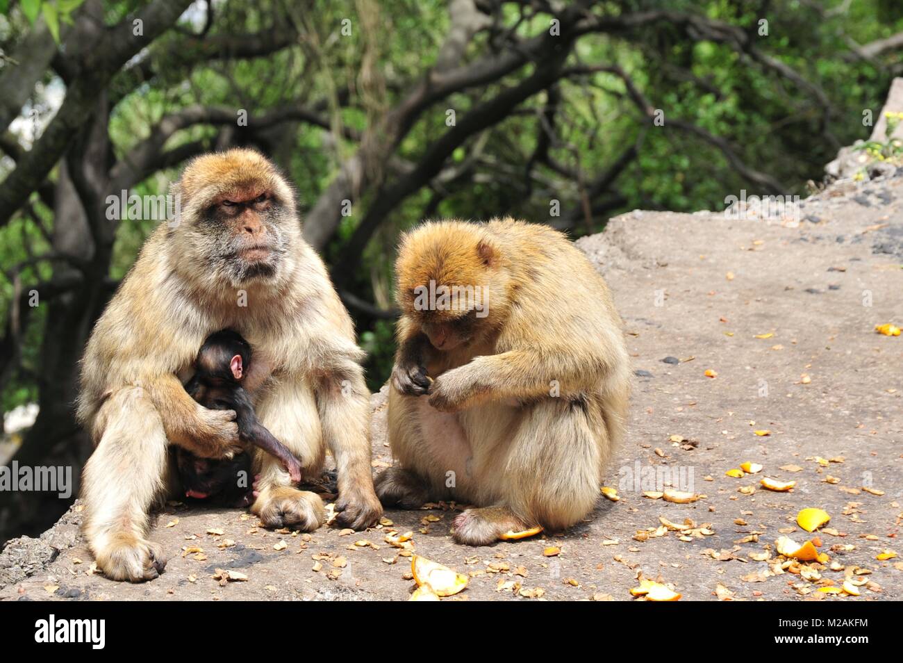 Male ape is produly protecting the baby while his wife enjoys dinner ...