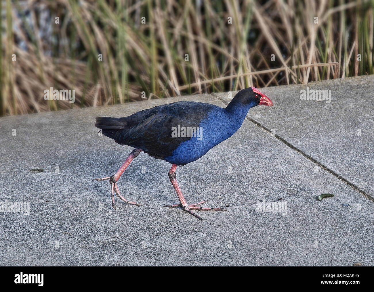 Blue Bird Australia taken in 2015 Stock Photo - Alamy