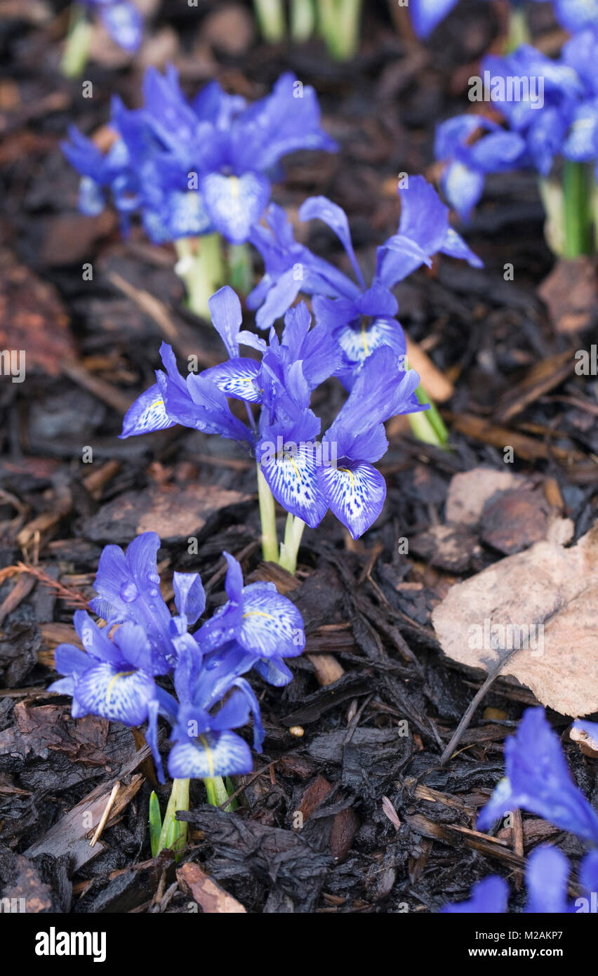 Iris histrioides 'Lady Beatrix Stanley' flowers Stock Photo - Alamy